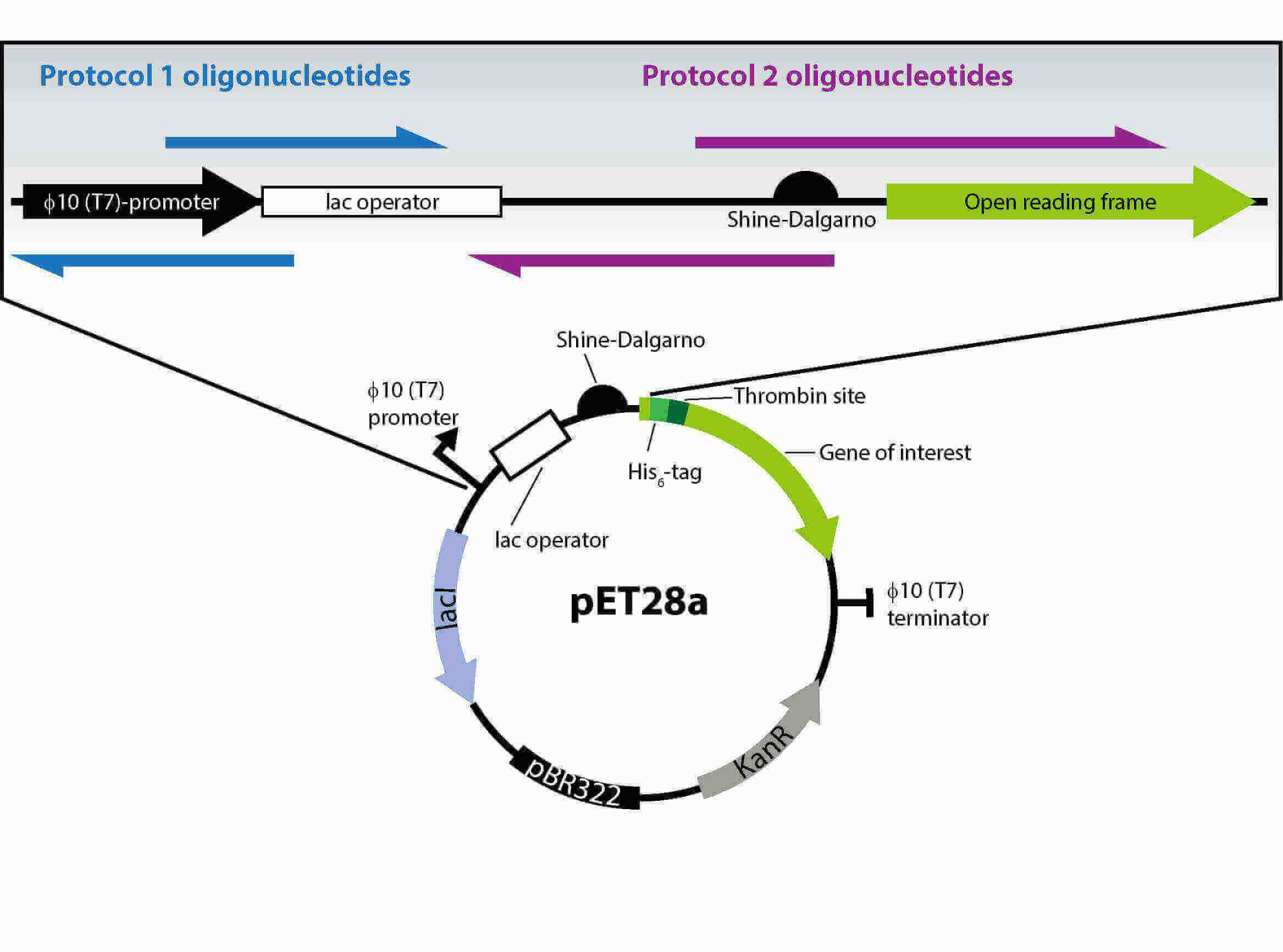 Bio-protocol - Improve Research Reproducibility1